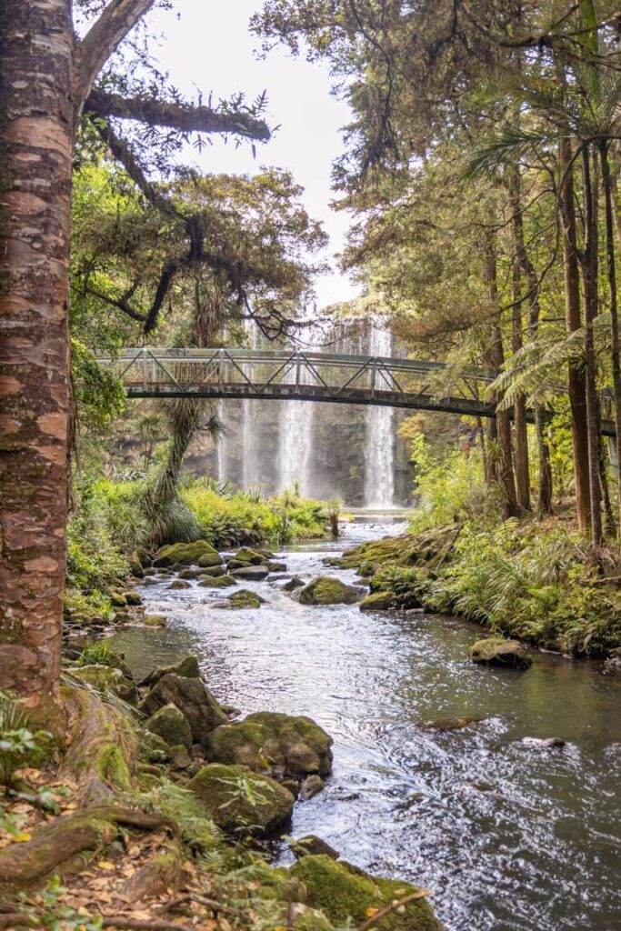 Whāngarei Falls: Northland’s Easy Waterfall Win: A Guide - I AM CASEY LEE