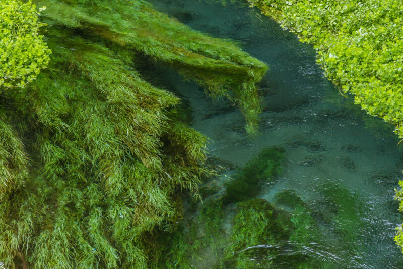 The Blue Springs Putāruru Walk: Discover a New Zealand Must-Visit - I ...