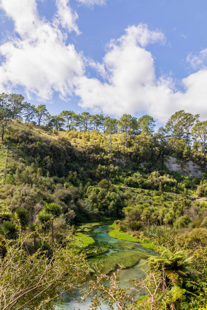 The Blue Springs Putāruru Walk: Discover a New Zealand Must-Visit - I ...