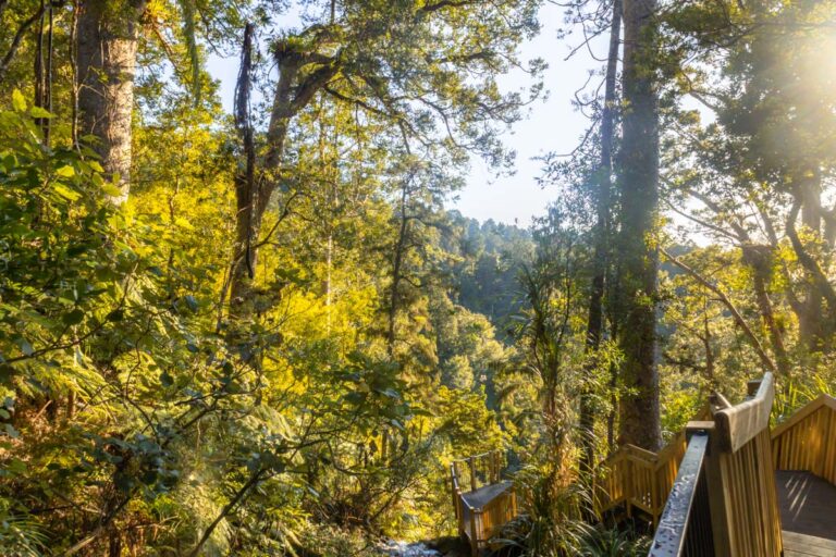 Why the Fairy Falls Walk Is Auckland’s Best Quick Hike - I AM CASEY LEE