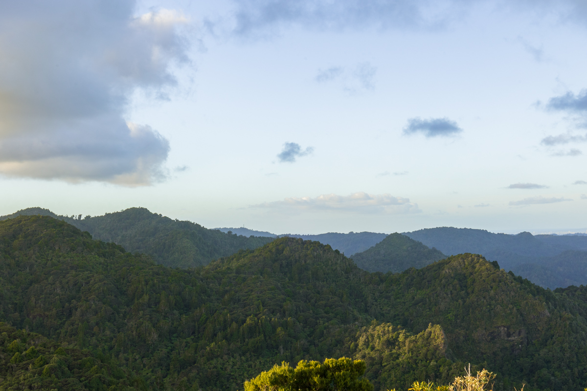 Hiking Karamatura to Mount Donald McLean: One of Auckland’s Best-Kept ...