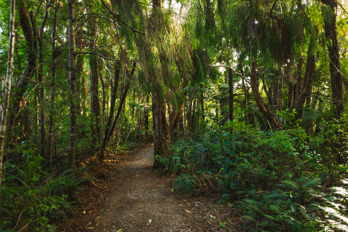 Hiking Karamatura to Mount Donald McLean: One of Auckland’s Best-Kept ...