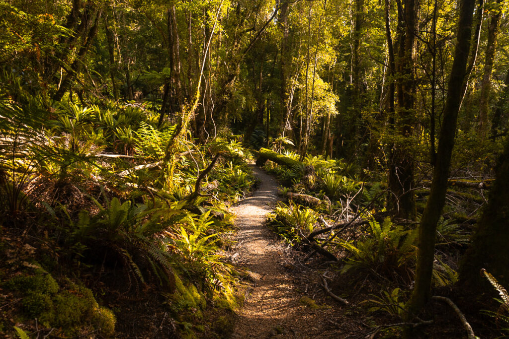 Hiking the Hump Ridge Track: Everything You Need to Know - I AM CASEY LEE