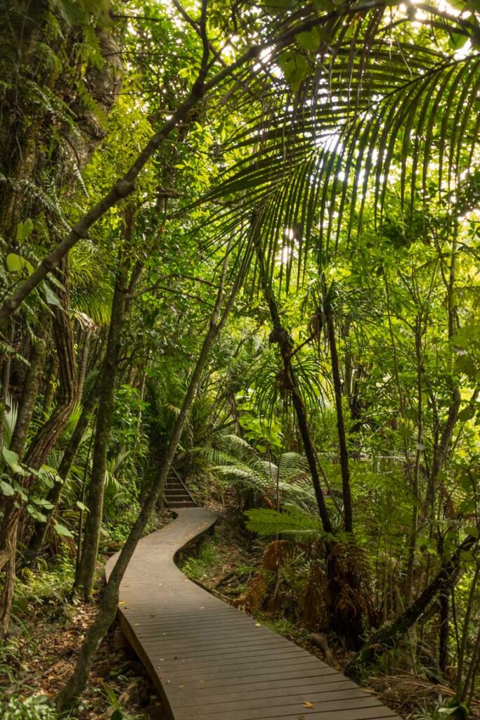 Hiking Karamatura to Mount Donald McLean: One of Auckland’s Best-Kept ...