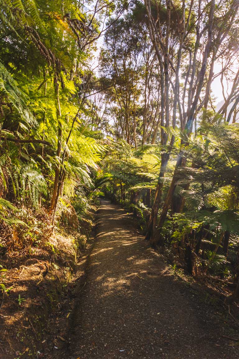 Hiking Karamatura to Mount Donald McLean: One of Auckland’s Best-Kept ...