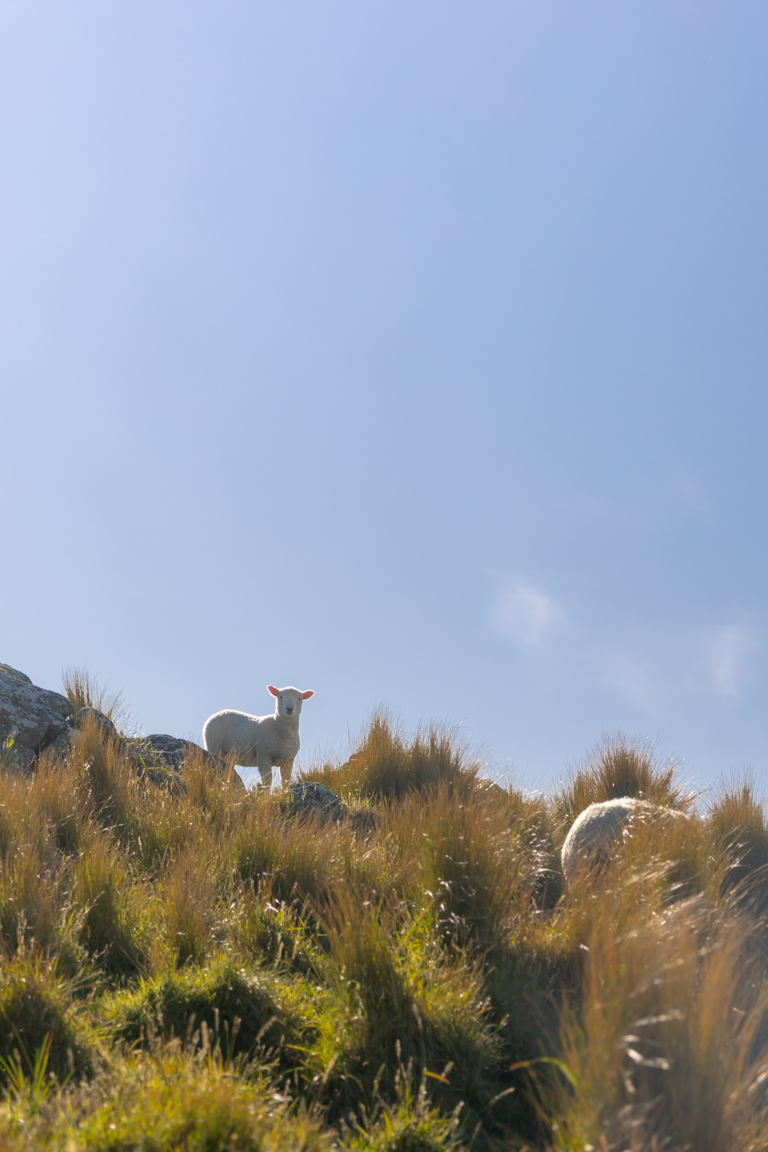 Mount Pleasant Loop Trail: The Ultimate Hiking Guide - I AM CASEY LEE