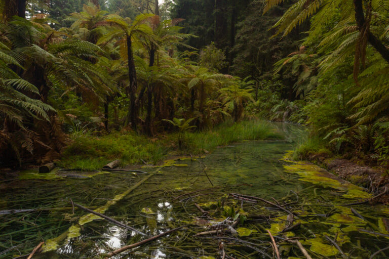 Redwoods Memorial Grove Walk: Your Ultimate Guide to Whakarewarewa ...