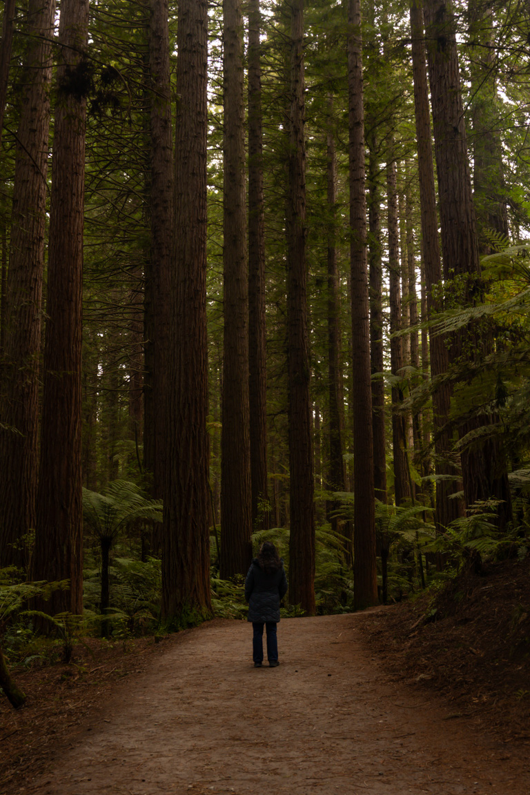 Redwoods Memorial Grove Walk: Your Ultimate Guide to Whakarewarewa ...