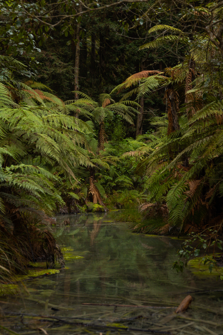 Redwoods Memorial Grove Walk: Your Ultimate Guide to Whakarewarewa ...