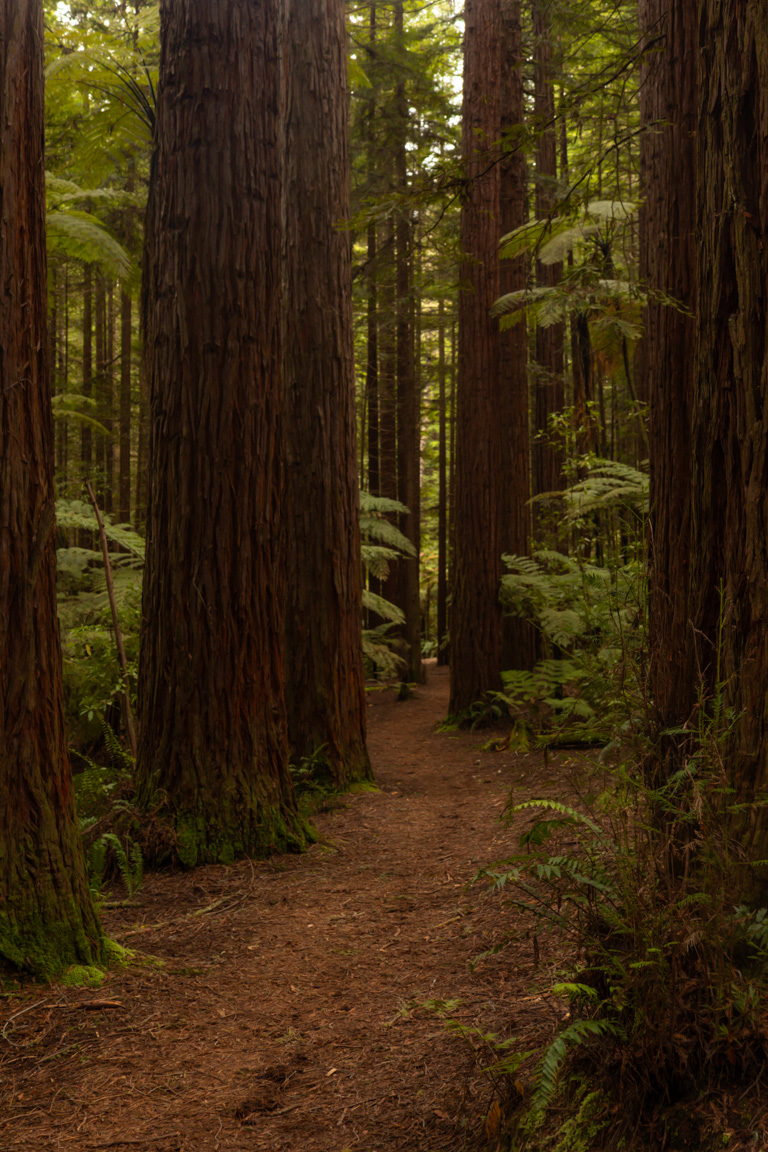 Redwoods Memorial Grove Walk: Your Ultimate Guide to Whakarewarewa ...