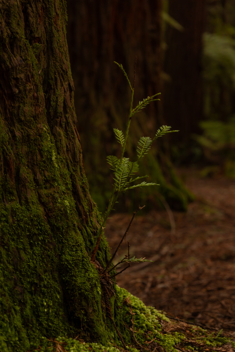 Redwoods Memorial Grove Walk: Your Ultimate Guide to Whakarewarewa ...