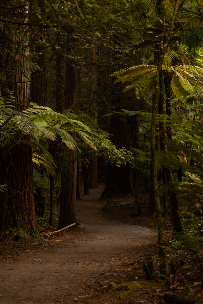 Redwoods Memorial Grove Walk: Your Ultimate Guide to Whakarewarewa ...
