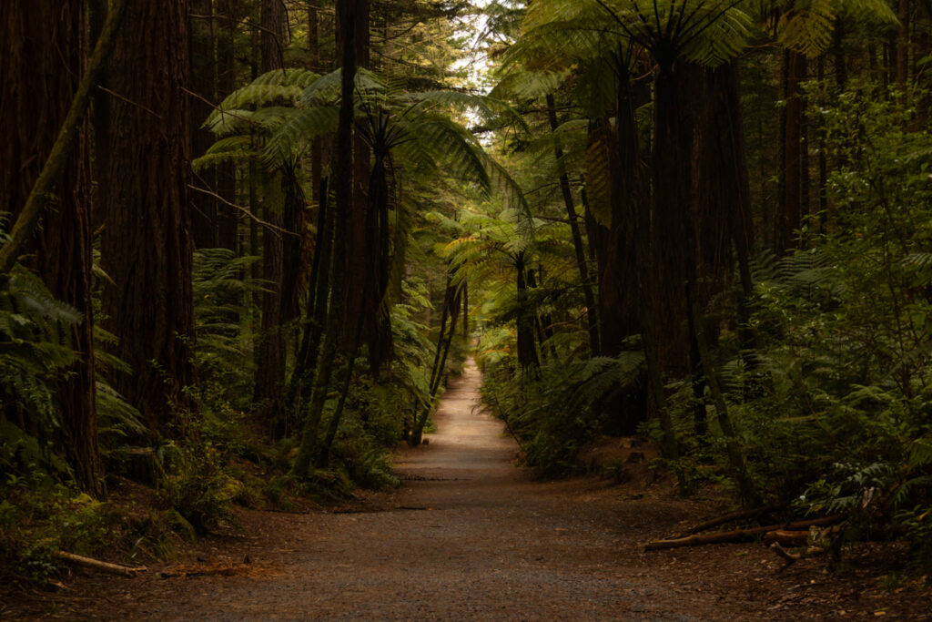 Redwoods Memorial Grove Walk: Your Ultimate Guide to Whakarewarewa ...