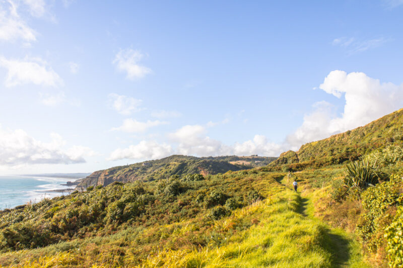 Embark on the Epic Te Henga Walkway Hike: A Short, Scenic West Coast ...