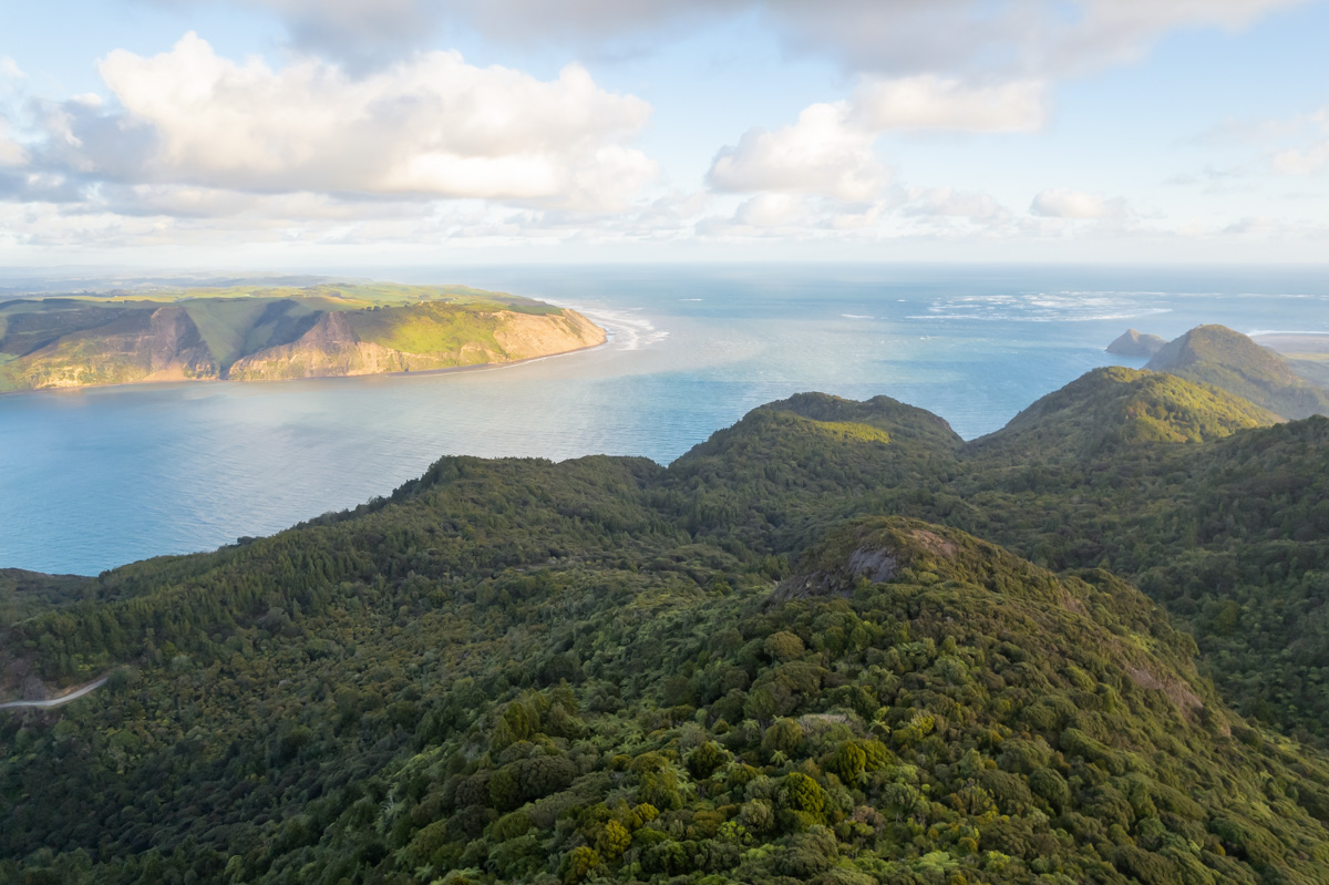 Hiking Karamatura to Mount Donald McLean: One of Auckland’s Best-Kept ...